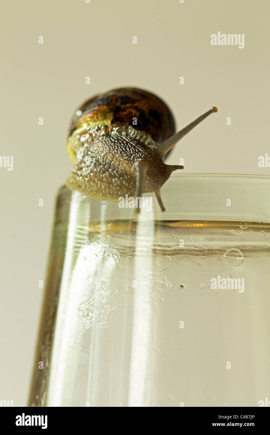 common garden snail Stock Photo - Alamy
