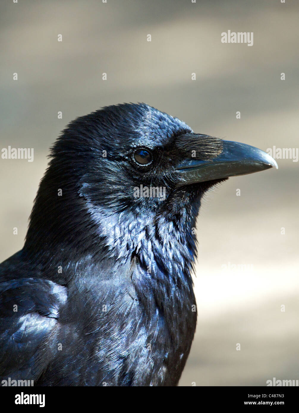 Glossy crow hi-res stock photography and images - Alamy