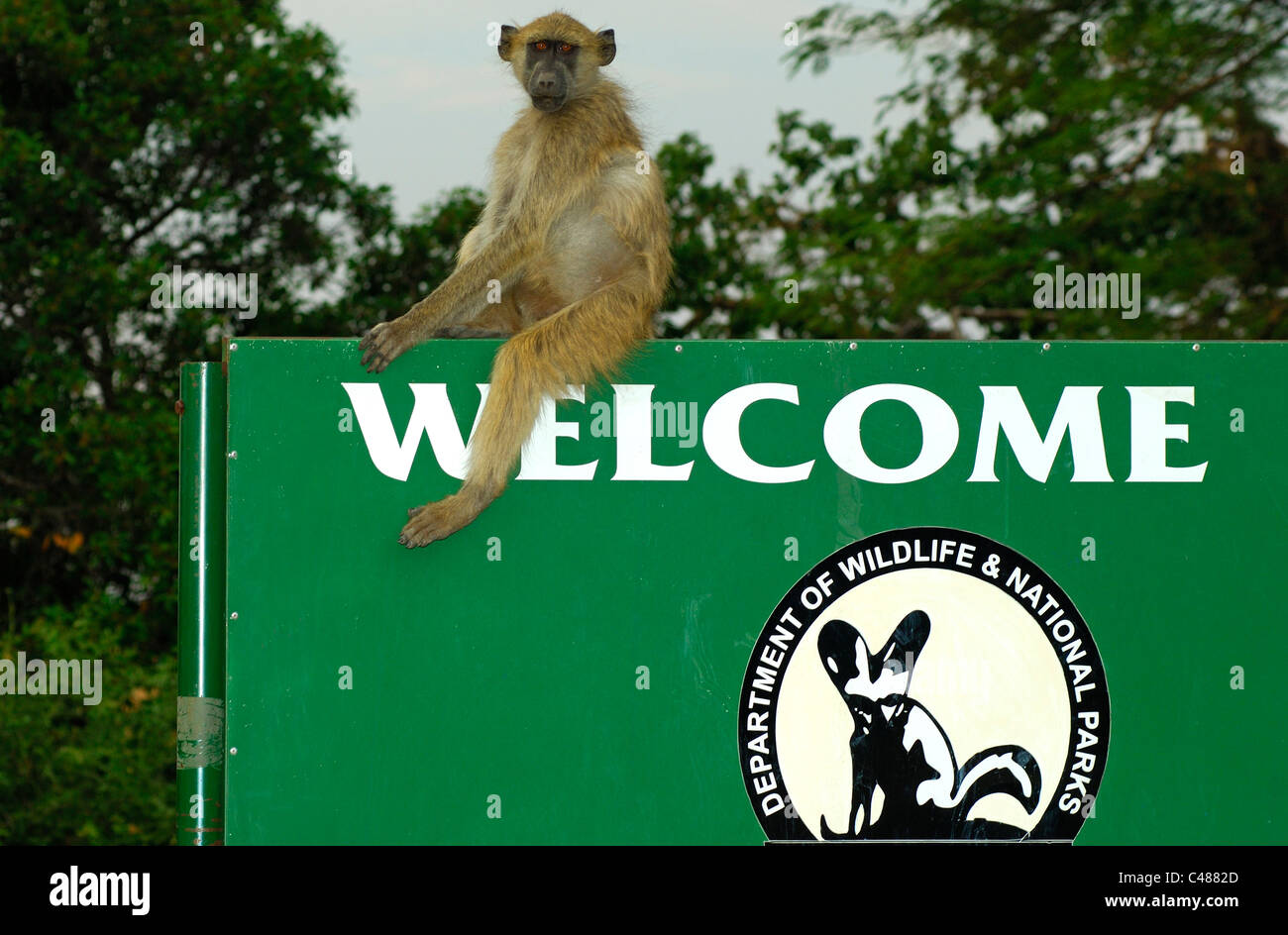 Monkey sitting on a welcome sign in the Chobe National Park, Botswana ...