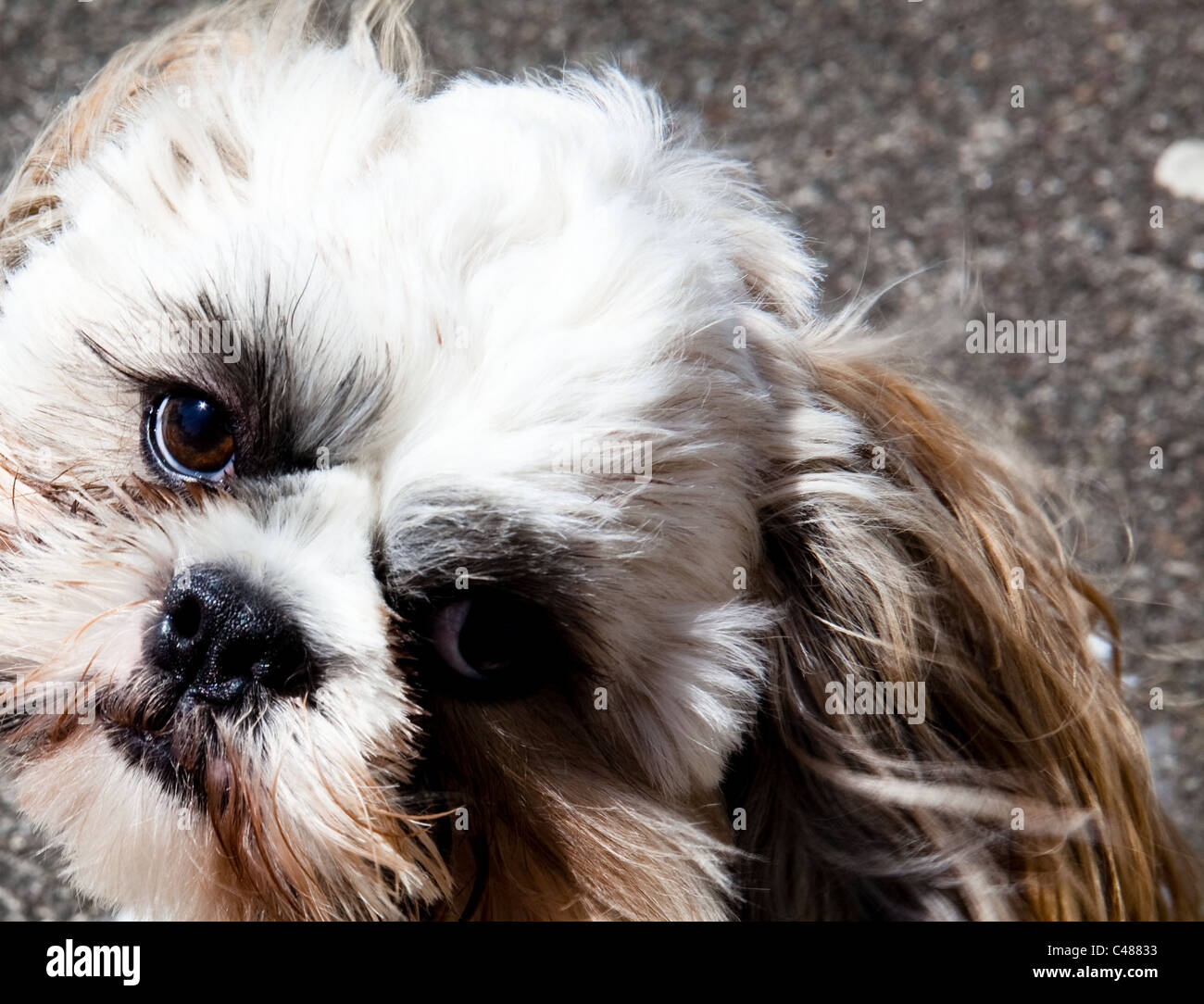Jack the Shi Tzu Stock Photo - Alamy