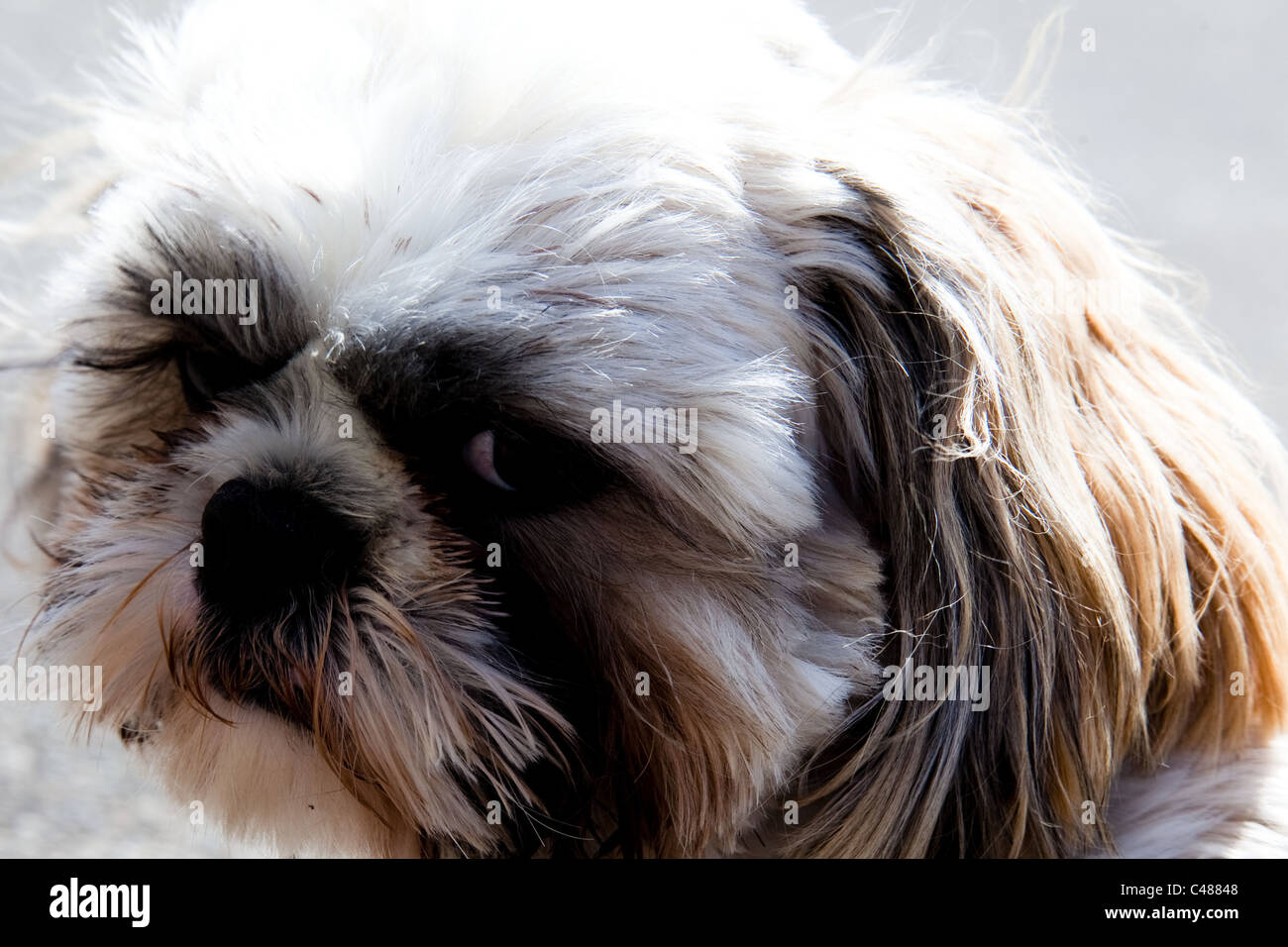Jack tzu hi-res stock photography and images - Alamy