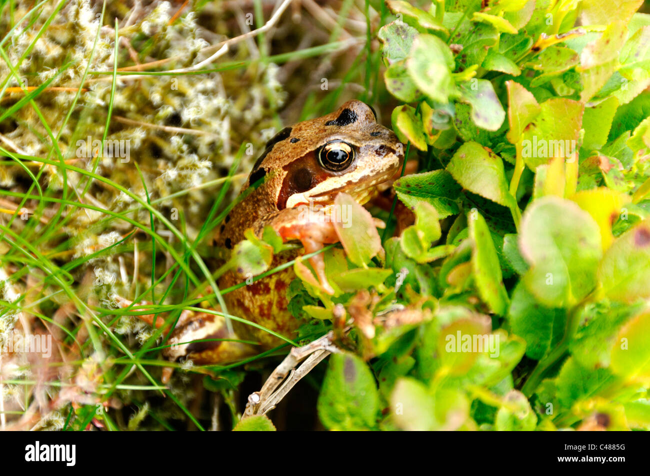 Black webbed frog hi-res stock photography and images - Alamy