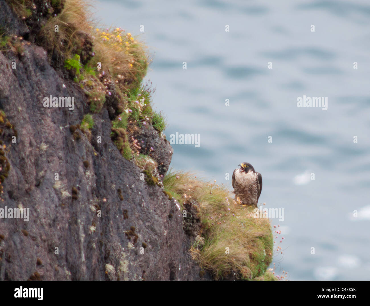 Peregrine falcon uk cliff hi-res stock photography and images - Alamy
