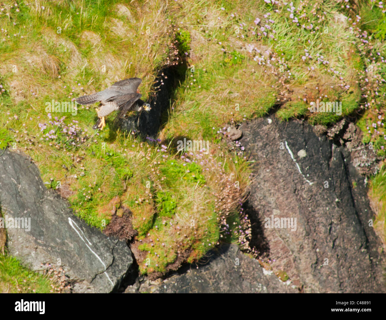 Peregrine Falcon (Falco peregrinus) taking off from cliff side with ...