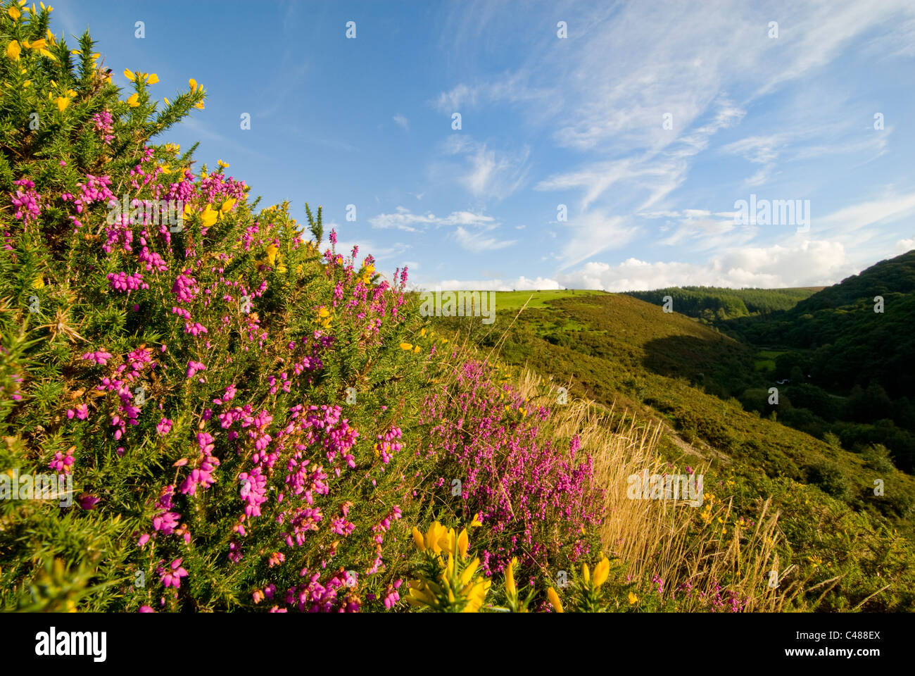 Heather and gorse in the Doone valley, Exmoor, Devon Stock Photo - Alamy