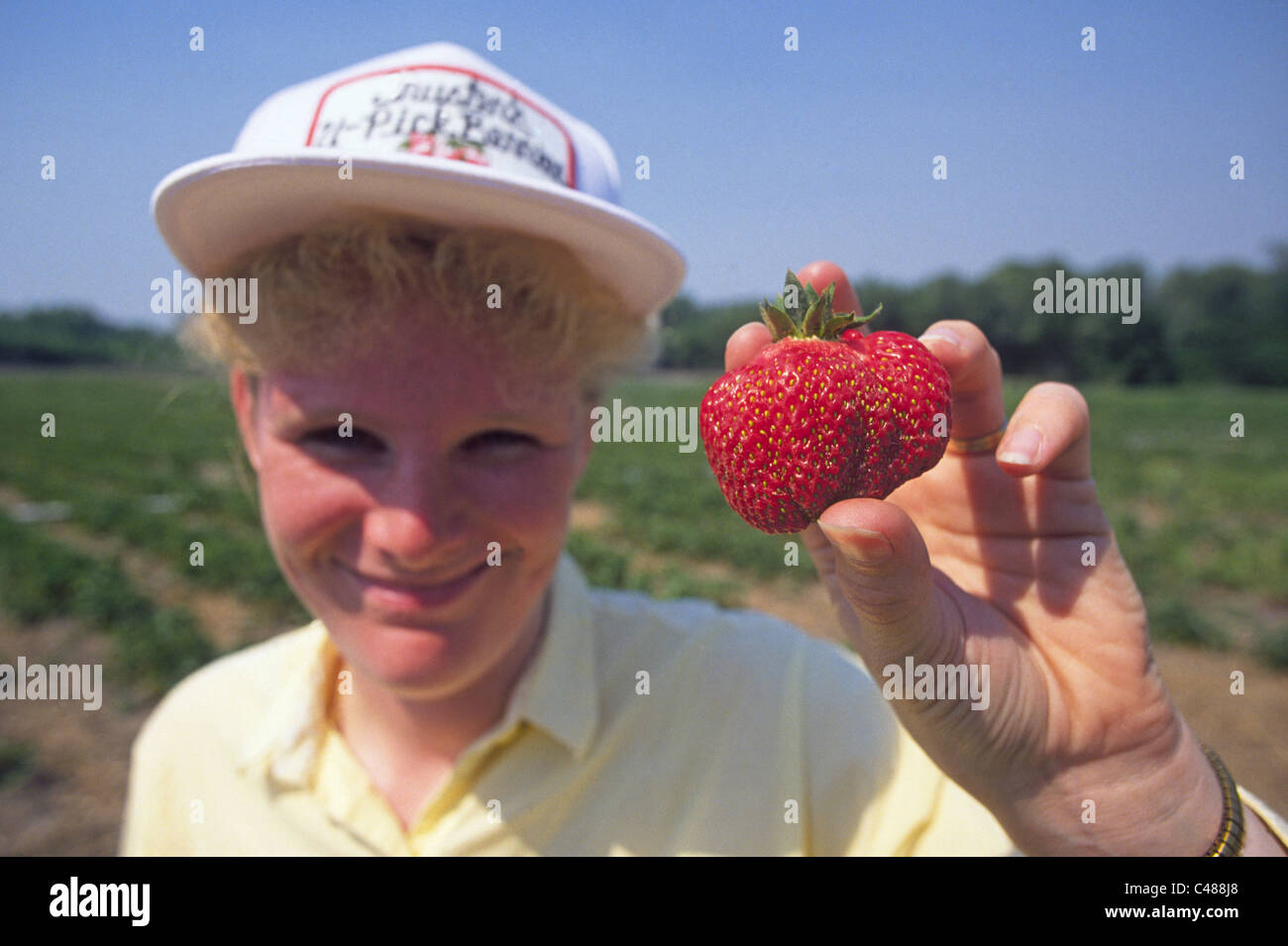 A woman picking strawberries at a self-pick strawberry patch Stock ...