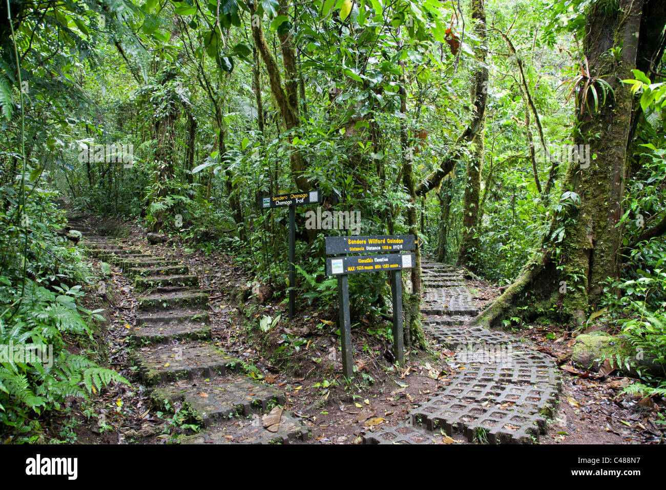 Sendero bosque nuboso hi-res stock photography and images - Alamy