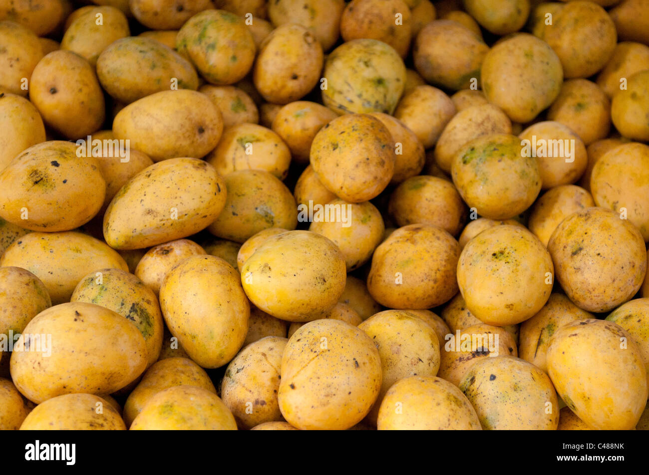 Farm fresh magoes straight from the grove at a local market Stock Photo ...