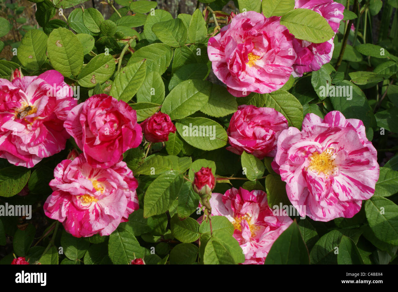 Rosa Gallica Versicolor High Resolution Stock Photography and Images ...
