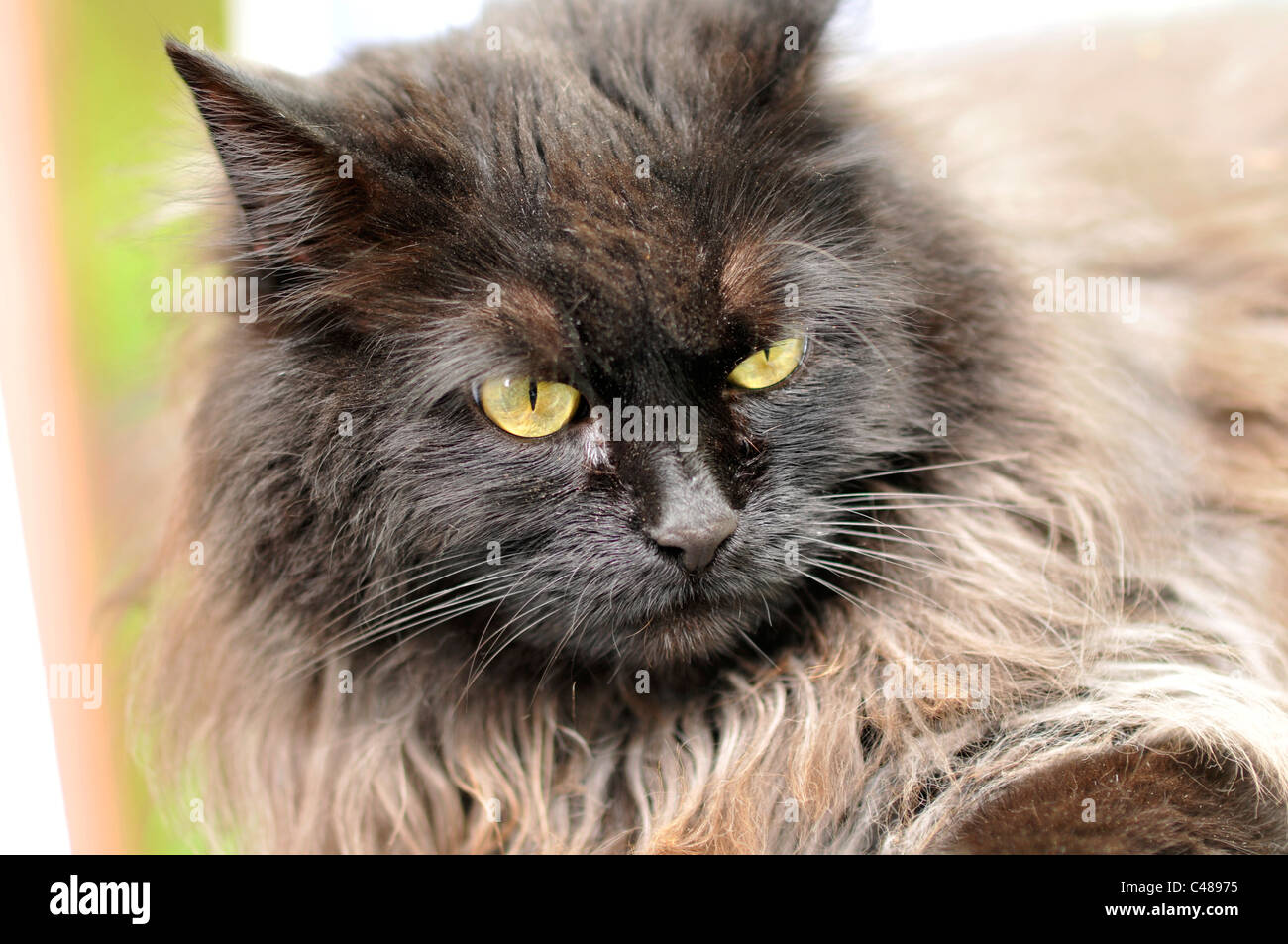 Close up of black cat Stock Photo - Alamy