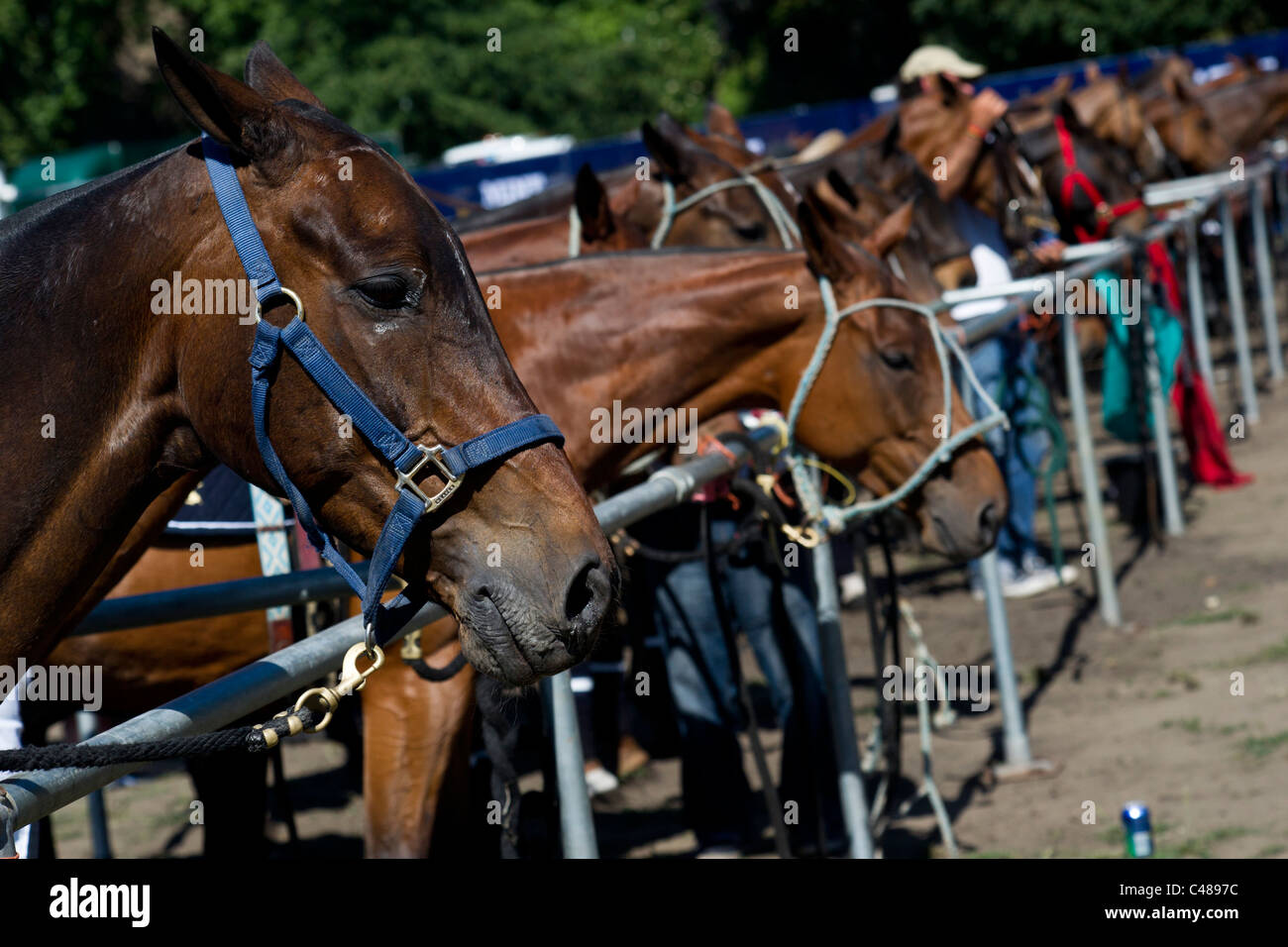 MINT Polo in The Park, the leading outdoor polo and lifestyle event in ...