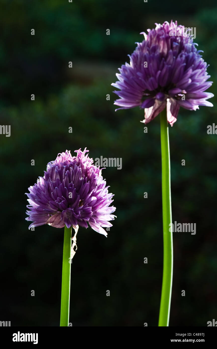 Chives (Alium schoenoprasum) close-up of flowers back-lit garden Adel ...