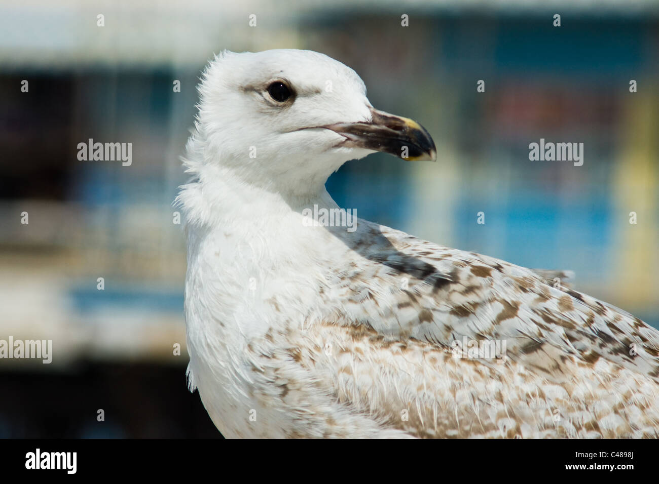 seagulls in Blackpool Stock Photo - Alamy