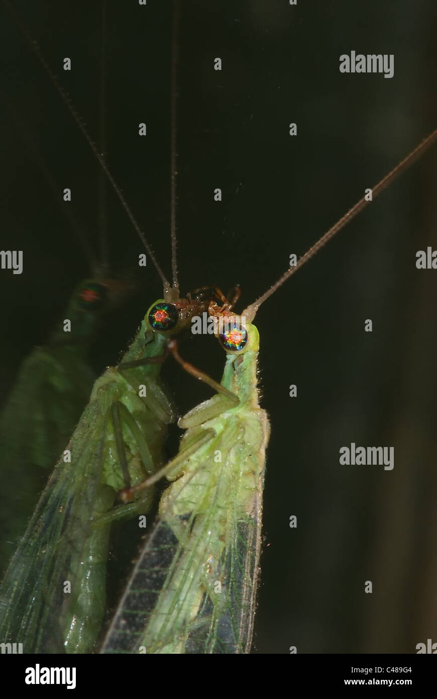 Blue green lacewing hi-res stock photography and images - Alamy