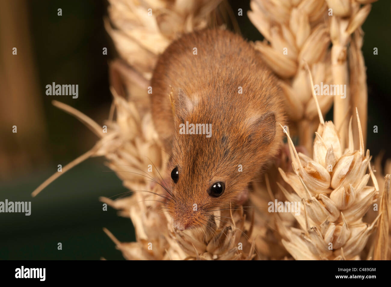 Harvest mouse [micromys minutus] in wheat cereal crop, portrait Stock ...
