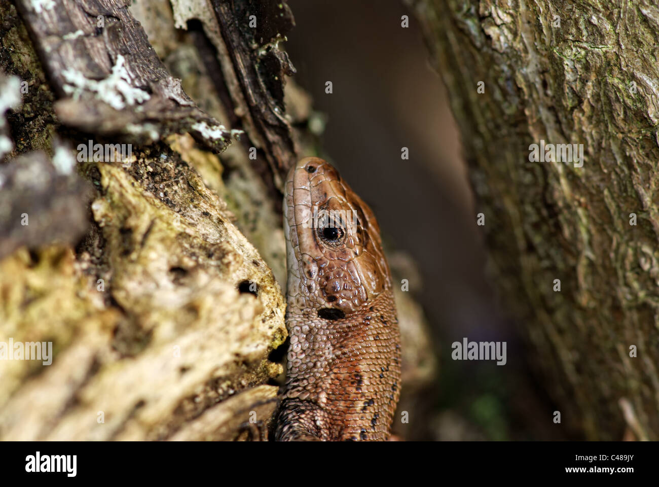 Lizard uk hi-res stock photography and images - Alamy
