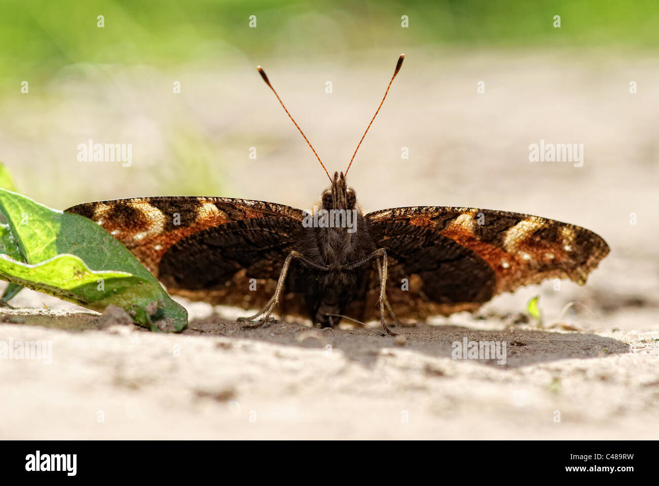 Grey winged butterfly hi-res stock photography and images - Alamy