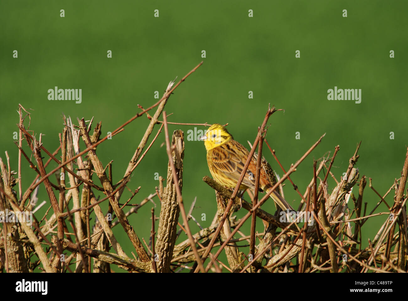 Yellow hammer bird hi-res stock photography and images - Alamy