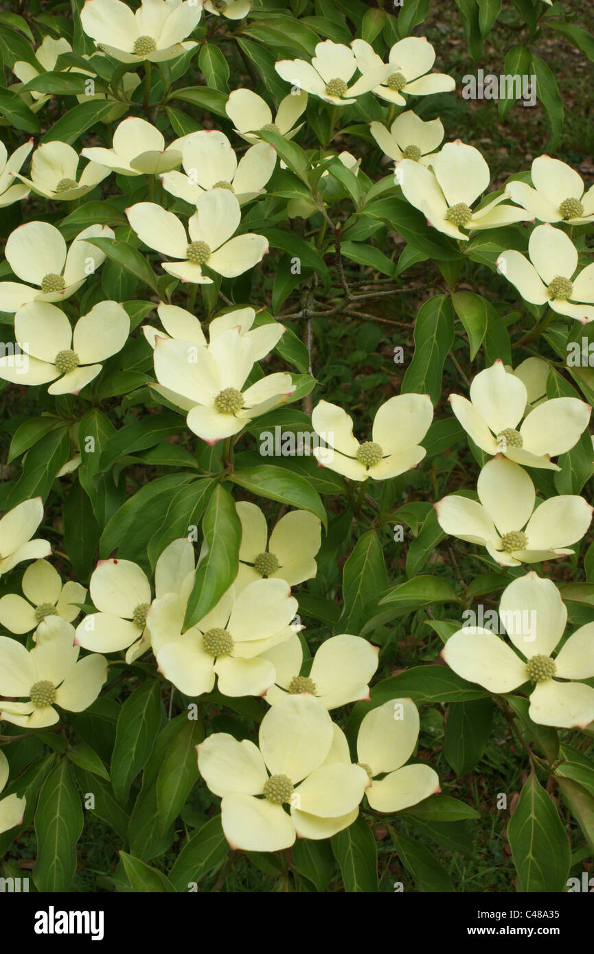 Cornus capitata hi-res stock photography and images - Alamy