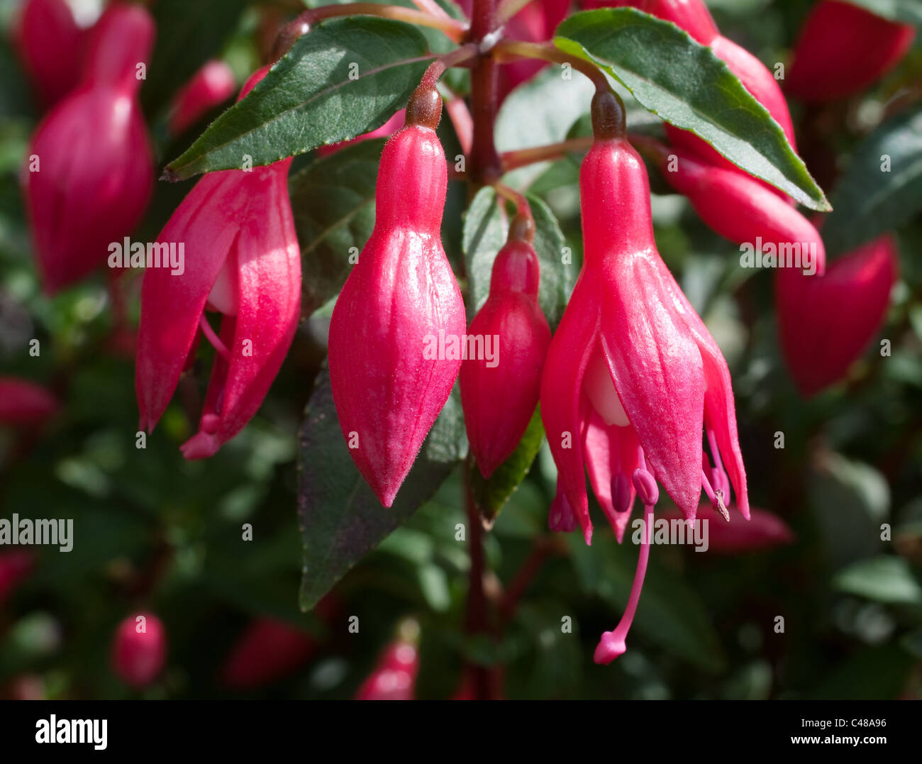 Fuschia plant hi-res stock photography and images - Alamy