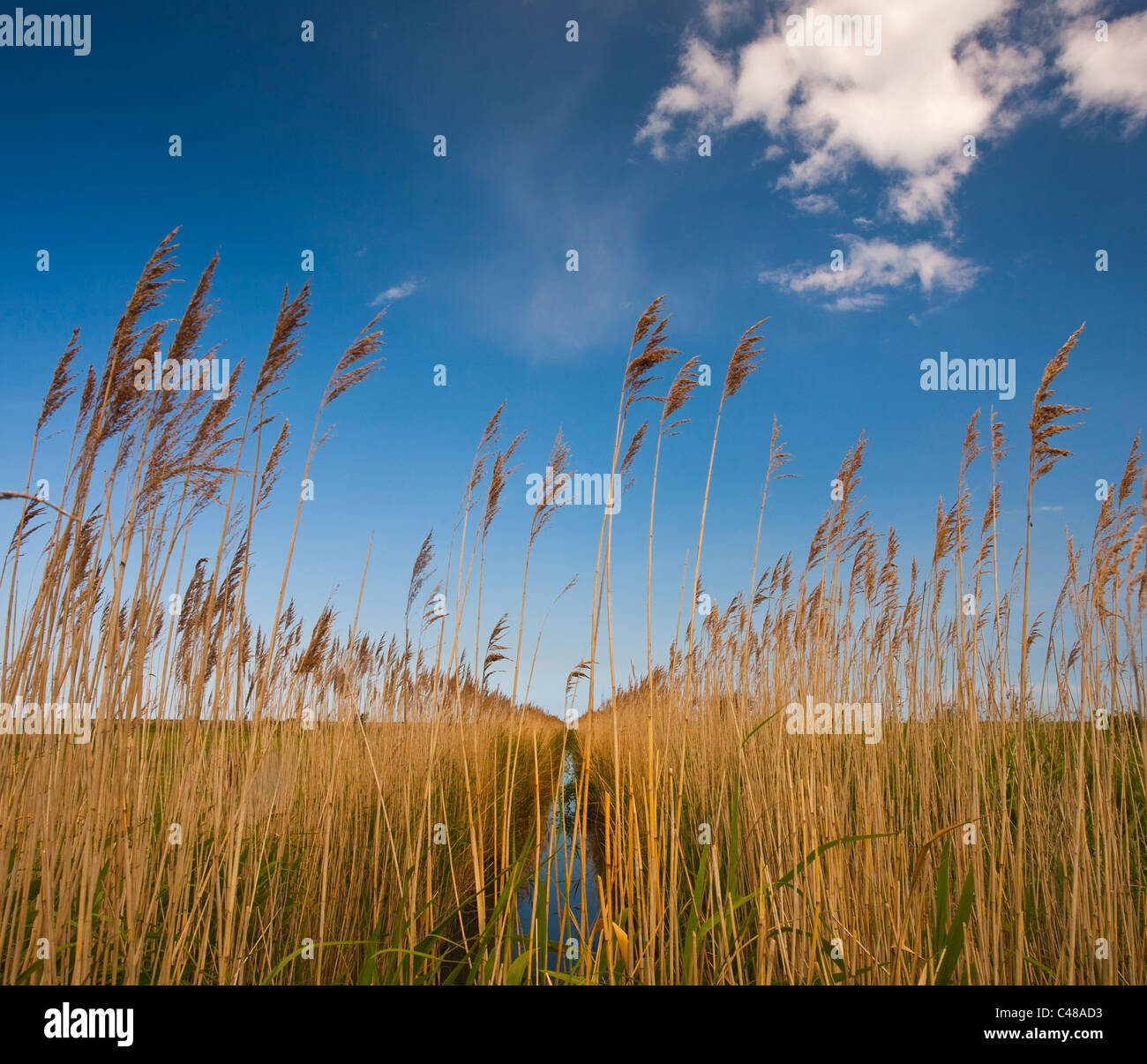 Drainage ditch hi-res stock photography and images - Alamy