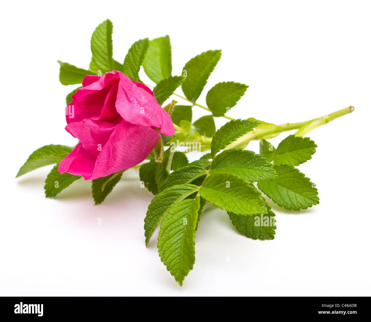 Beautiful tea rose on a white background Stock Photo - Alamy