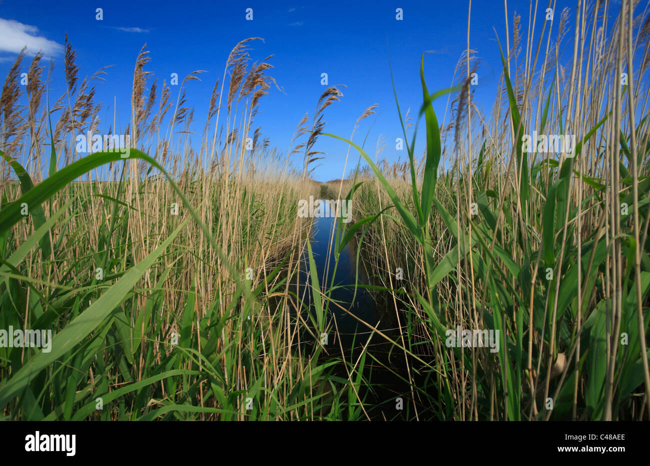A drainage ditch with reeds growing at Norton Marsh near Burnham Overy ...