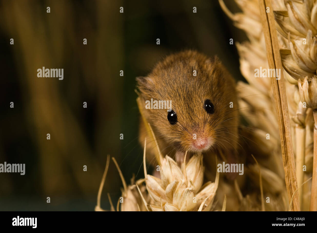 Harvest mouse hi-res stock photography and images - Alamy