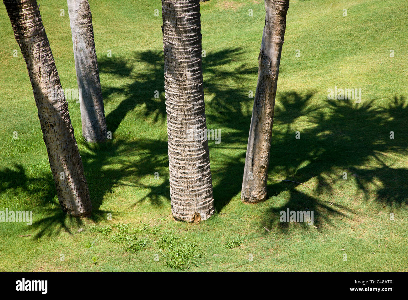 Palm trees and shadows on the golf course at Seabrook Island, near ...