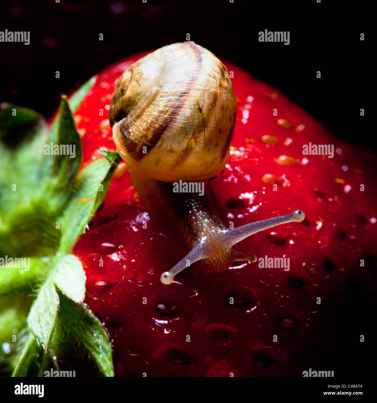 close up of snail on strawberry Stock Photo - Alamy