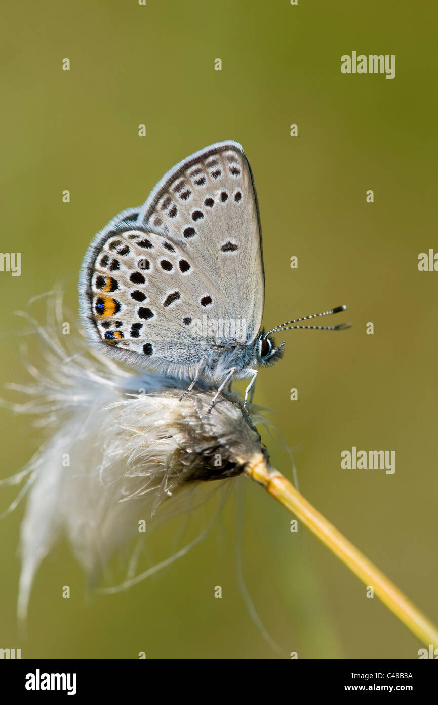 Cranberry Blue (Plebejus optilete Stock Photo - Alamy