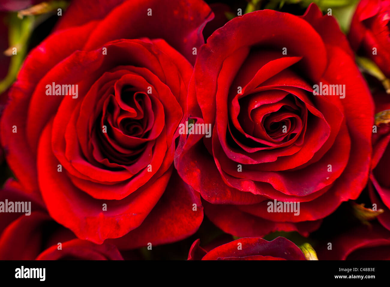 fresh red roses background Stock Photo - Alamy