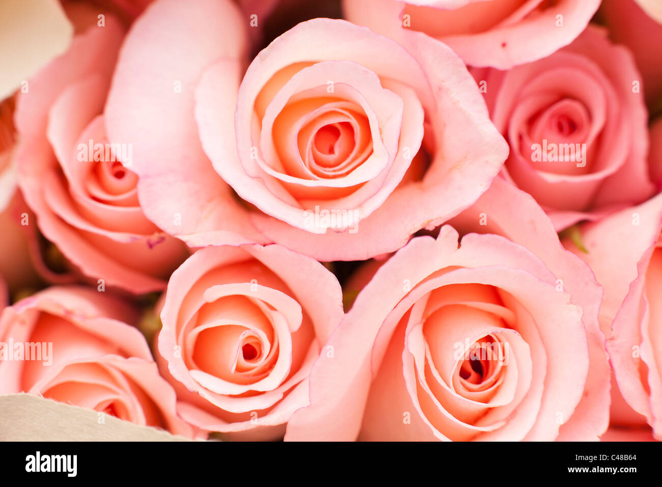fresh white roses background Stock Photo - Alamy