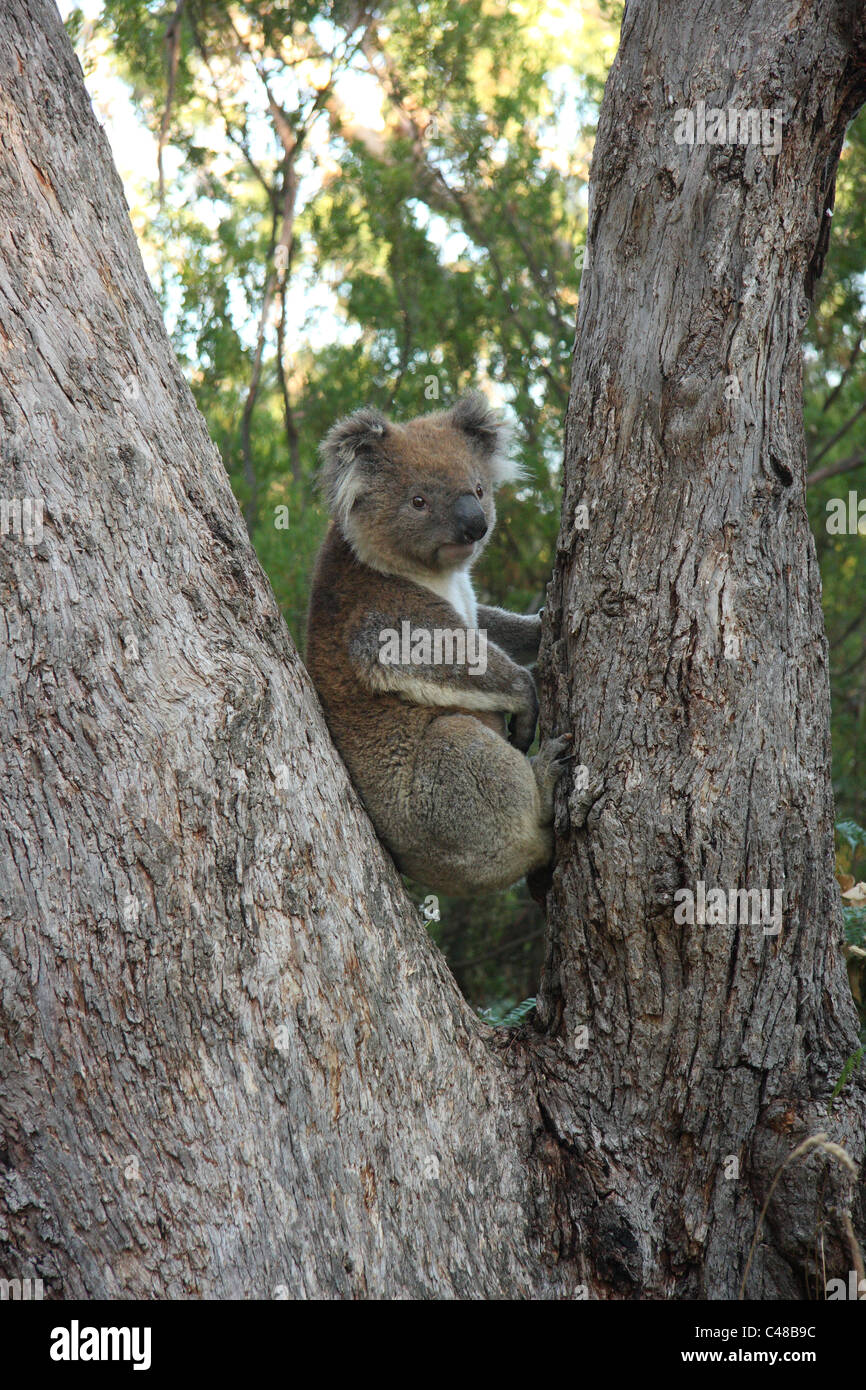 Wild Koala in Southern Australia Stock Photo - Alamy