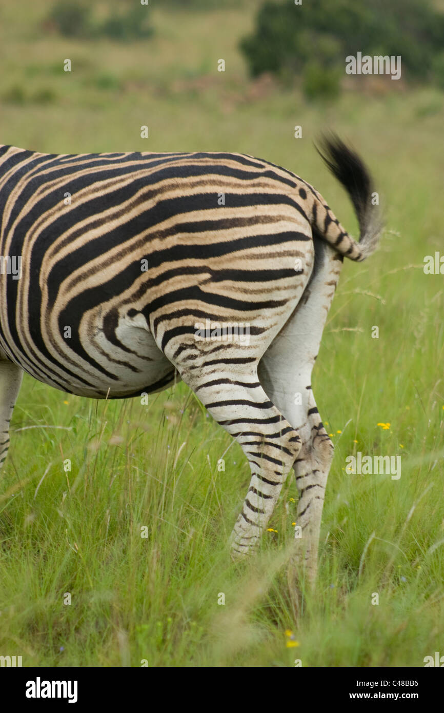 Zebra tail hi-res stock photography and images - Alamy