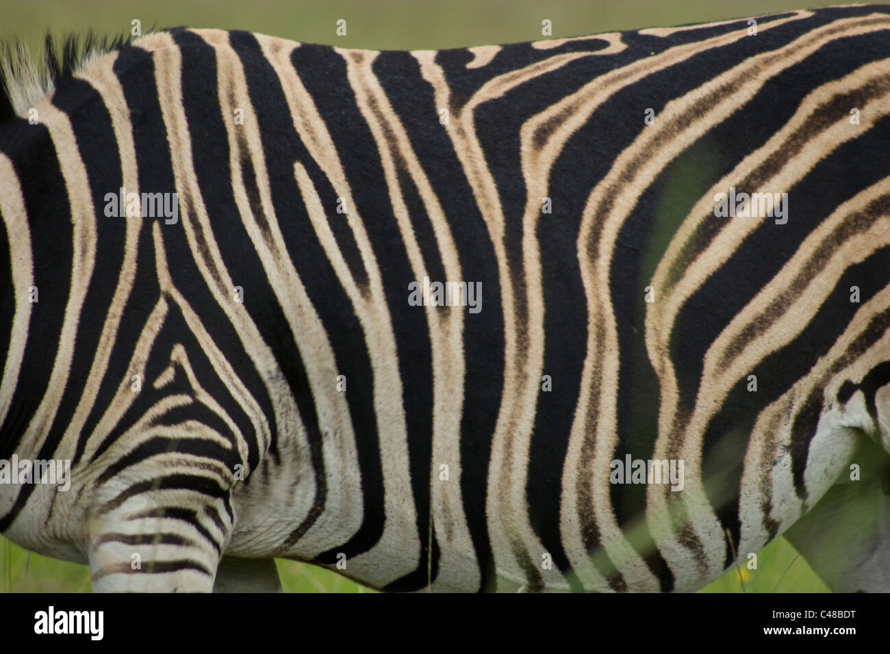 Zebra Body High Resolution Stock Photography and Images - Alamy