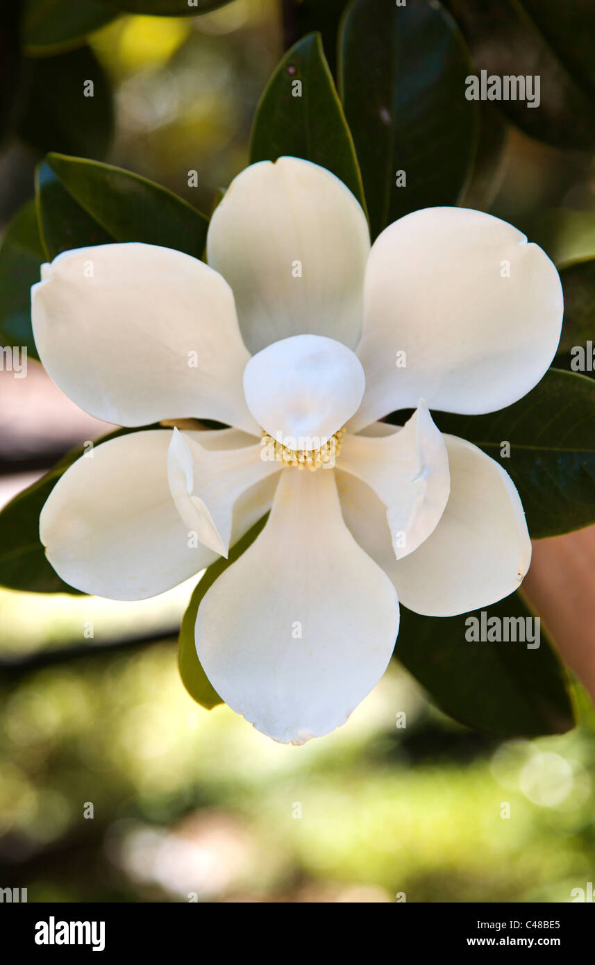 Southern magnolia tree hi-res stock photography and images - Alamy