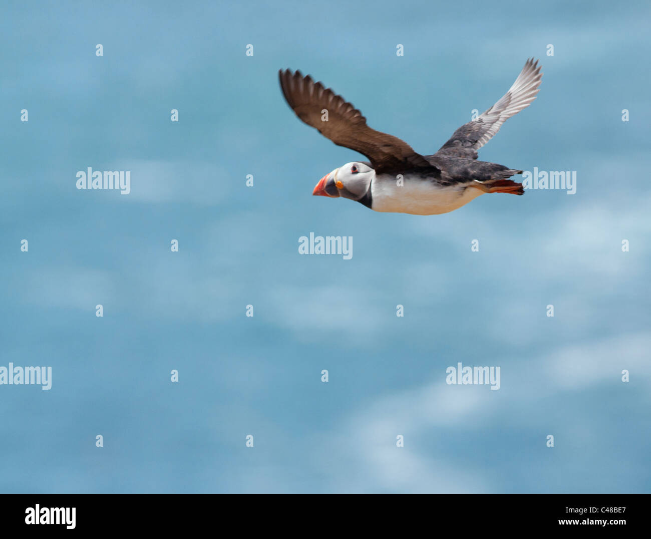 Atlantic Puffin in Flight on Skomer Island off the Pembrokeshire Coast ...