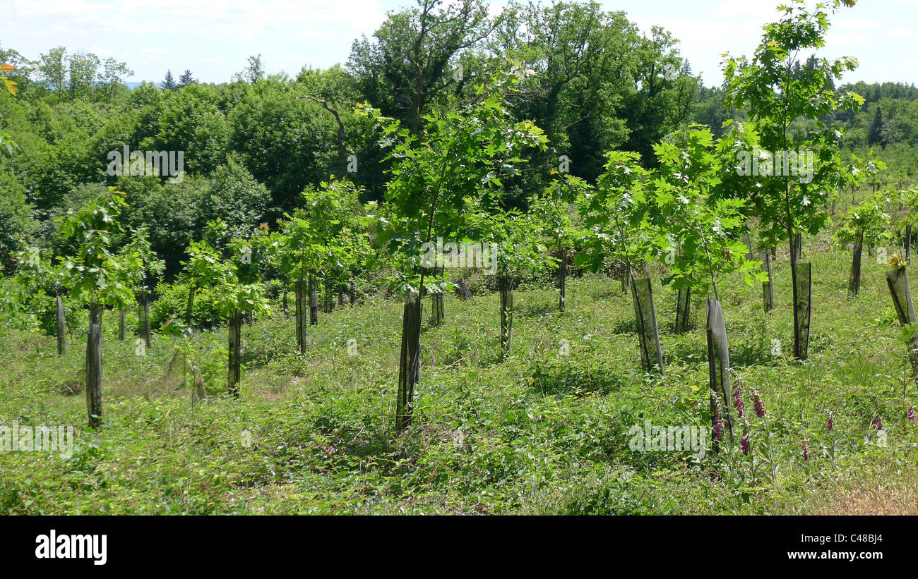 Oak tree saplings in tree plantation, Haute-Vienne, France Stock Photo ...