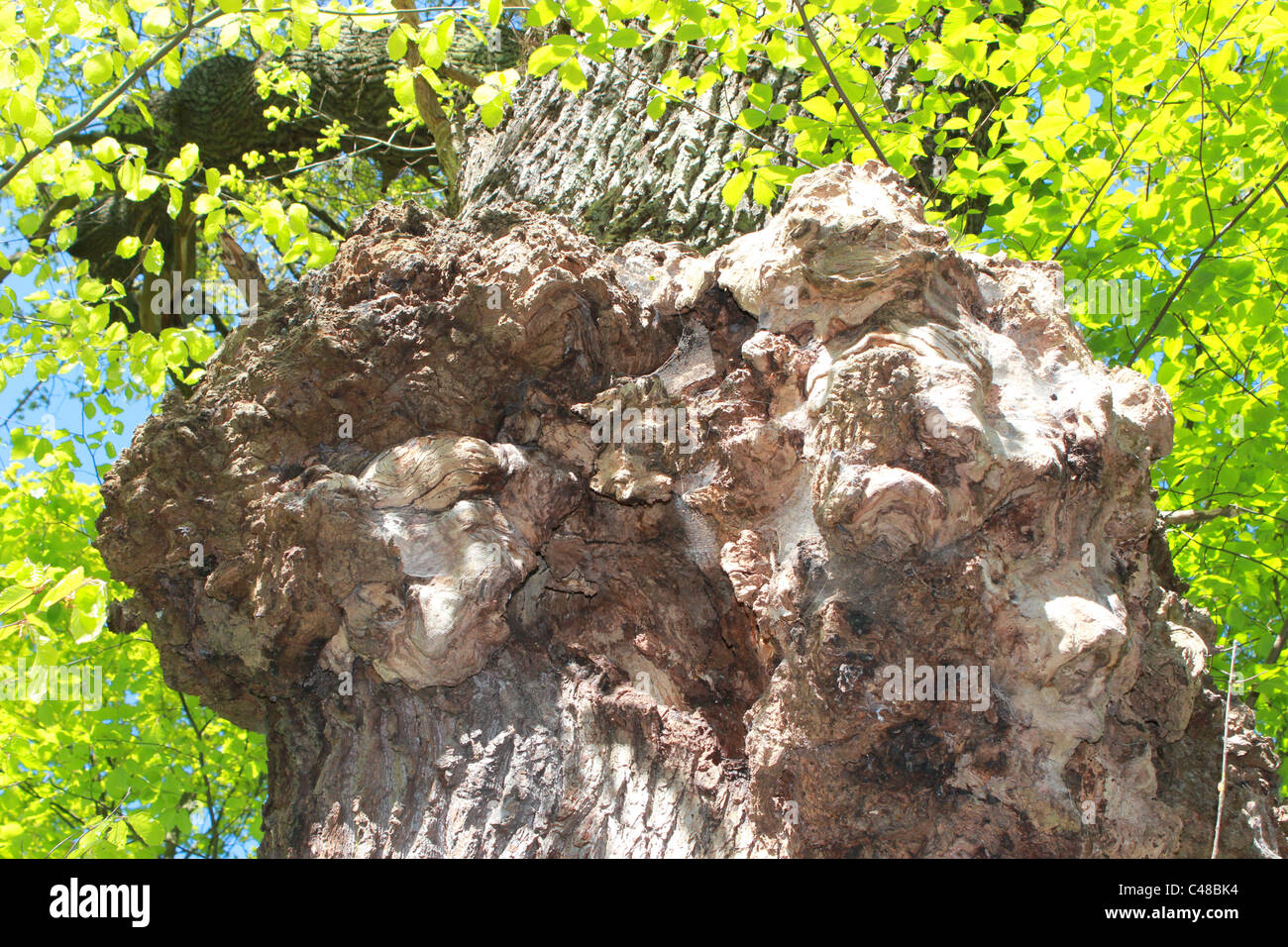 Natural tree with a wart Stock Photo - Alamy