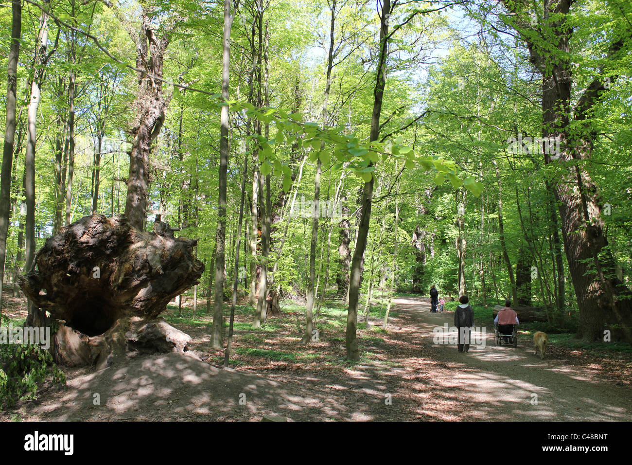 Danish forest hi-res stock photography and images - Alamy