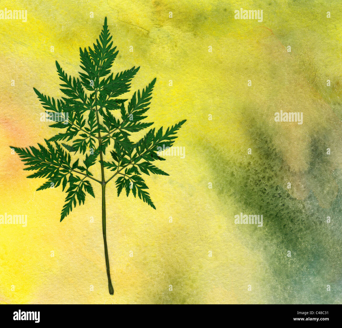 romantic framed background with fern leaf Stock Photo - Alamy