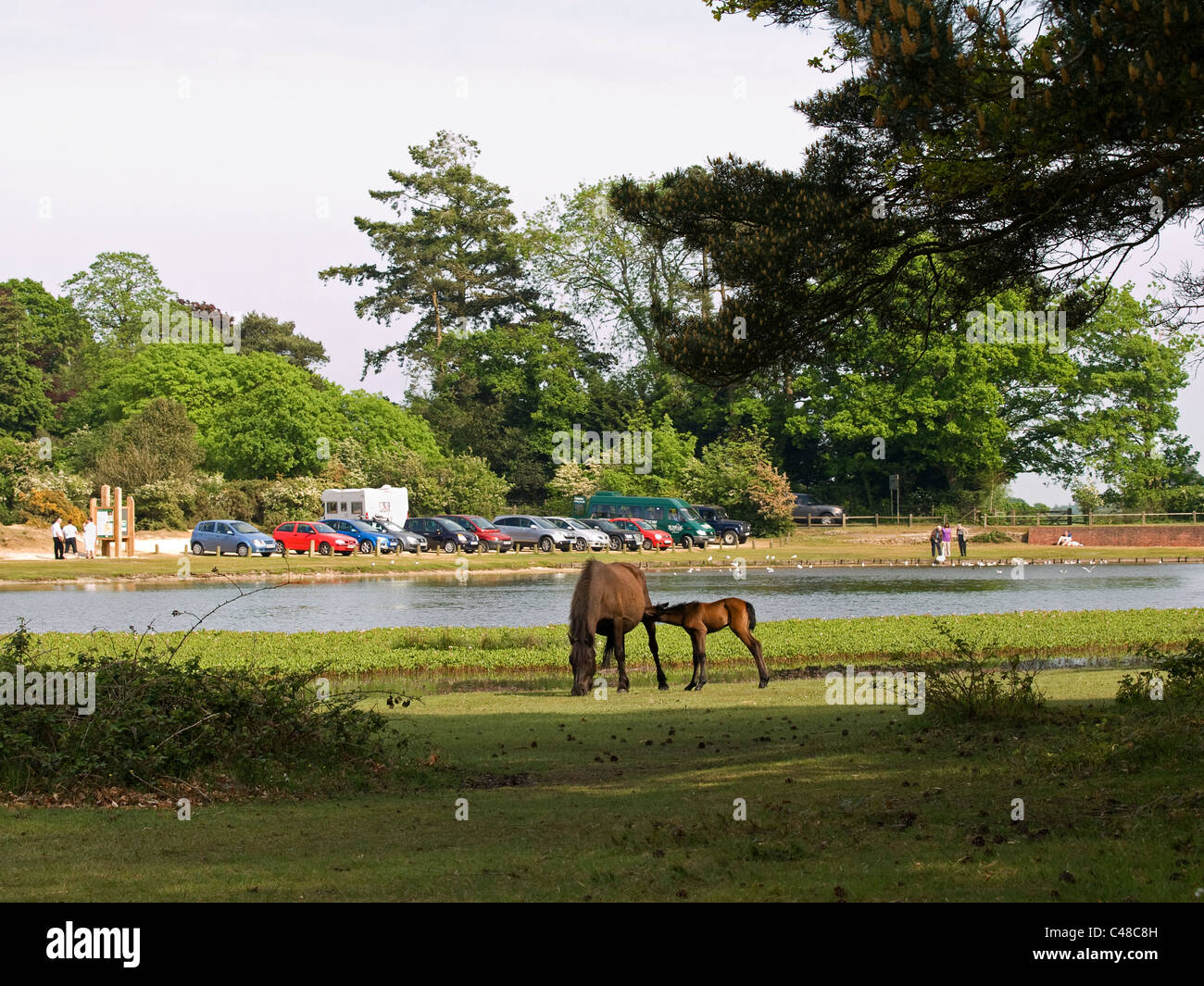 Hatchet Pond The New Forest National Park Hampshire England UK Stock ...