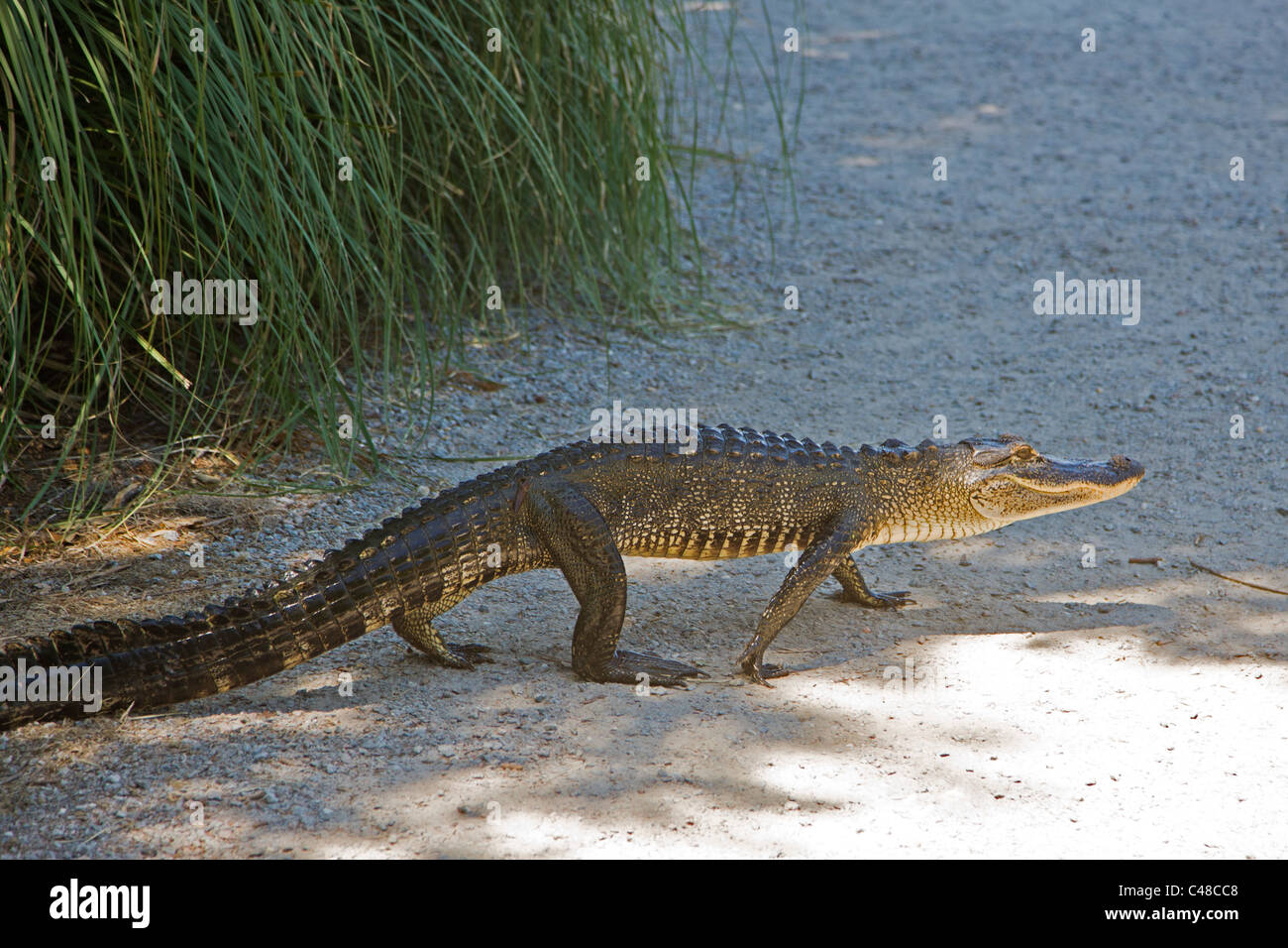 American Alligator, Magnolia Plantation & Gardens, near Charleston ...