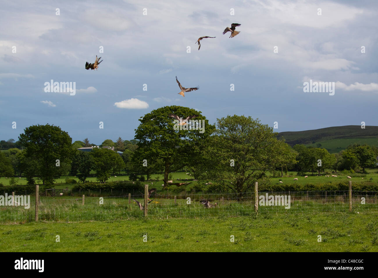 Welsh birds of prey hi-res stock photography and images - Alamy