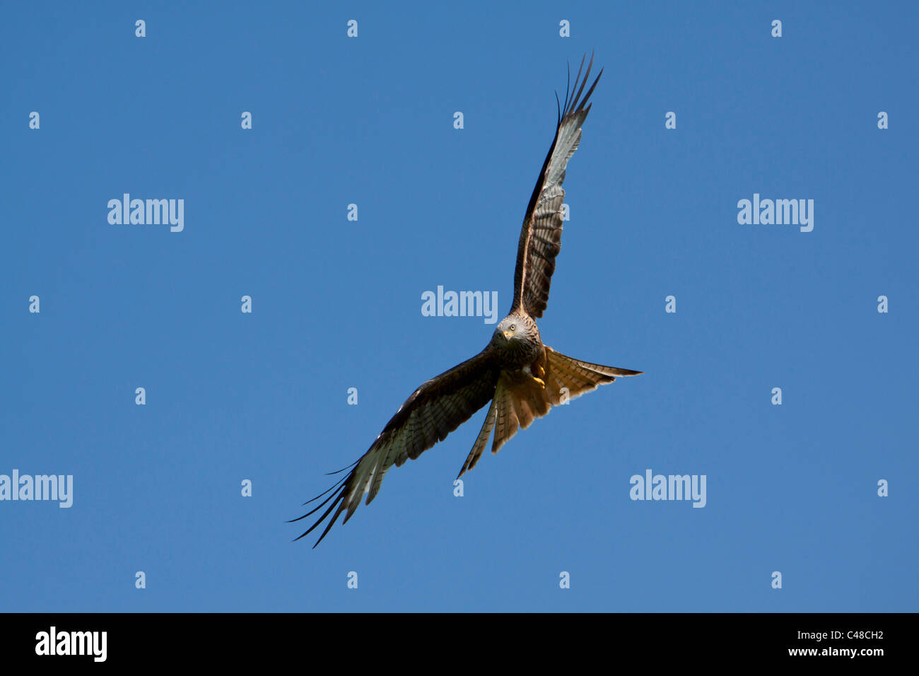 Welsh birds of prey hi-res stock photography and images - Alamy