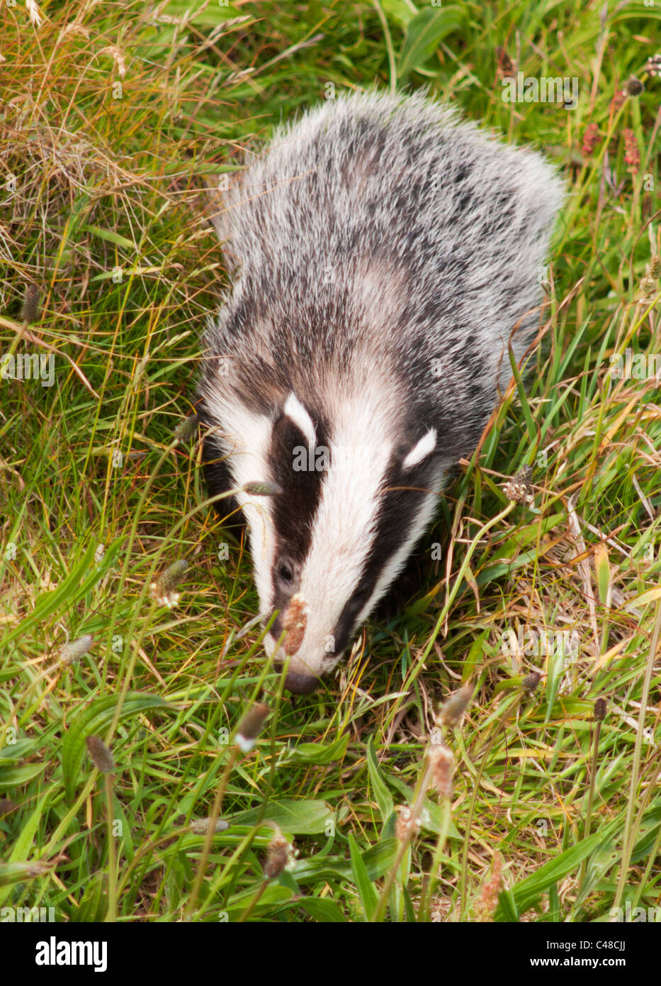 Well grown Badger Cub along the Pembrokeshire coast path in Wales Stock ...