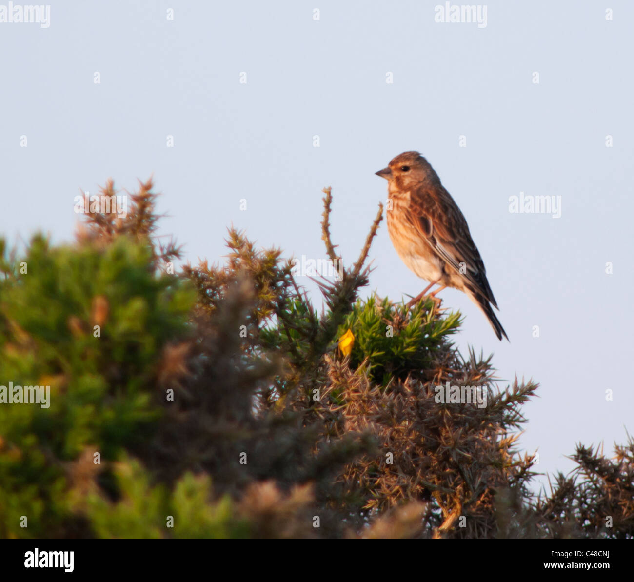 Perched Female Linnet (Carduelis cannabina) on top of Gorse bush in ...