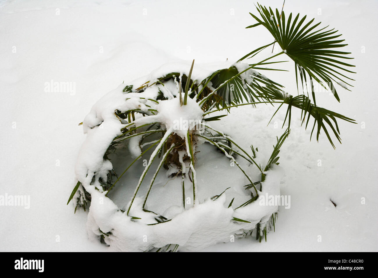 Palm tree snow winter hi-res stock photography and images - Alamy