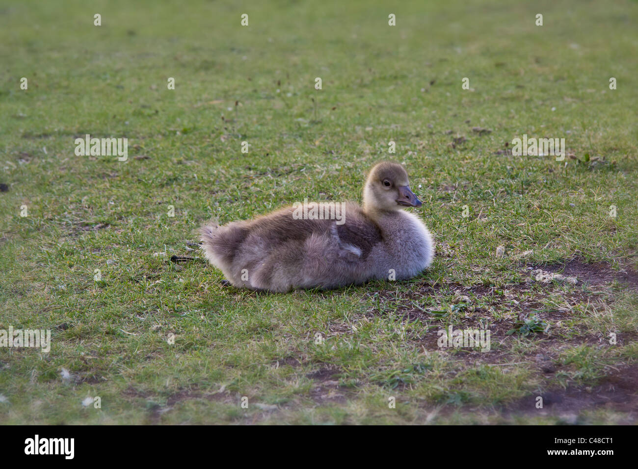 Taking a break inbetween feeding this lovely gosling keeps an eye on me Stock Photo - Alamy